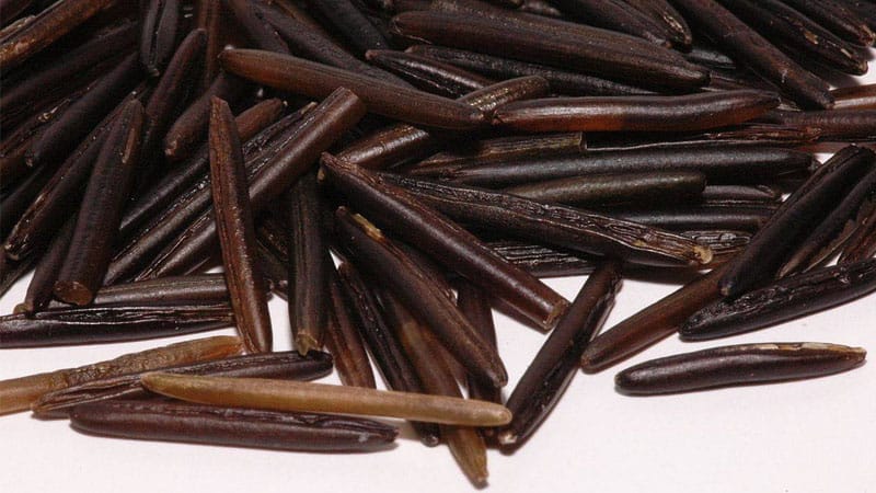 Divoká (indiánská) rýže - co je a jaké má účinky na zdraví - Jimeto.cz