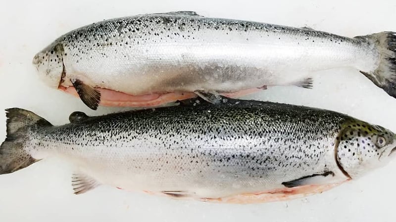 Losos obecný je možná nejzdravější rybou vůbec - Jimeto.cz