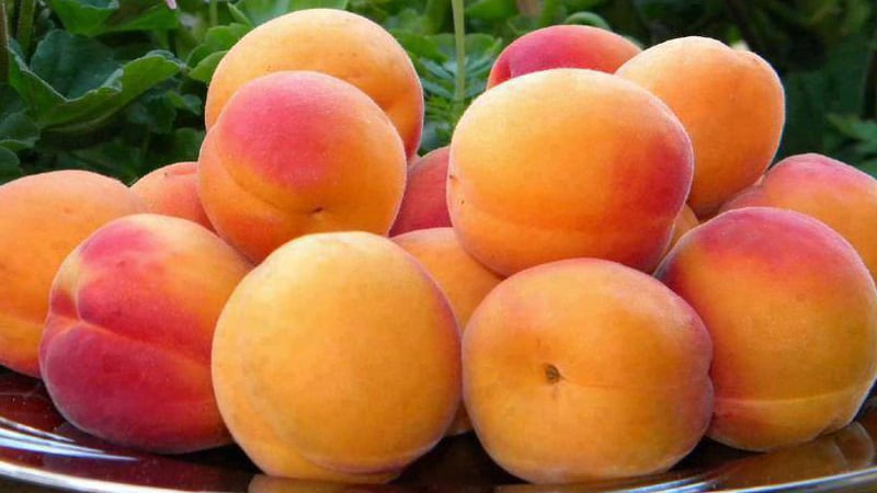 Meruňky - velmi účinné pro lidské zdraví díky obsahu vitamínu A, B, C