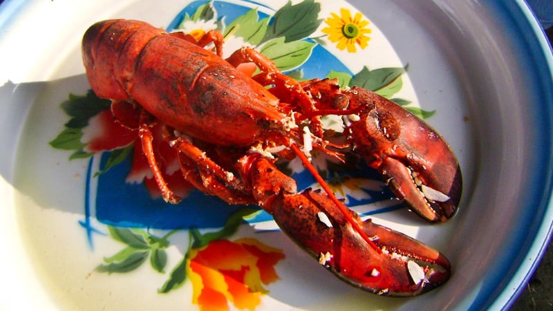 Humr: mořská delikatesa s velmi jemným a zdravým masem - Jimeto.cz