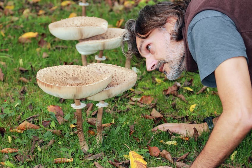 Bedla vysoká: výtečná houba, u níž ale hrozí nebezpečí záměny
