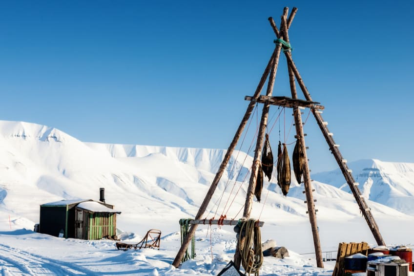 Kiviak: Grónská specialita, která už není ani pro otrlé se silným ...