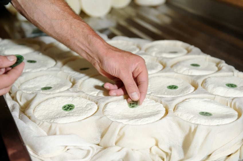 Pule: Sýr z oslího mléka je nejdražší na světě. Za jeho výrobou stojí ...