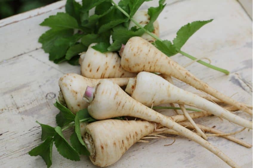 Pletete si pastinák s petrželí? Rozeznejte je jednou provždy pomocí ...