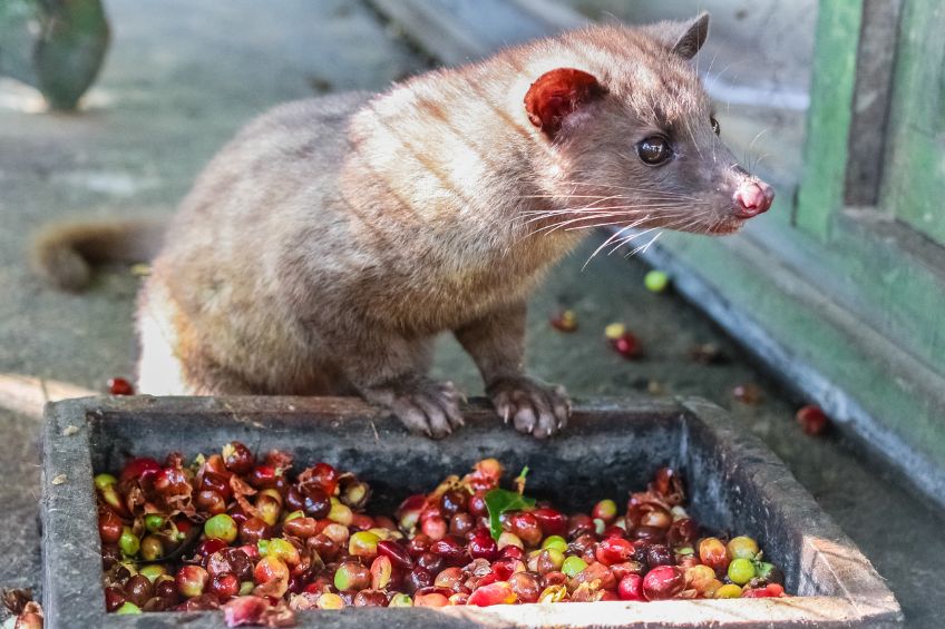 Cibetková káva: Drahá delikatesa, jejíž původ odrazuje od ochutnání ...