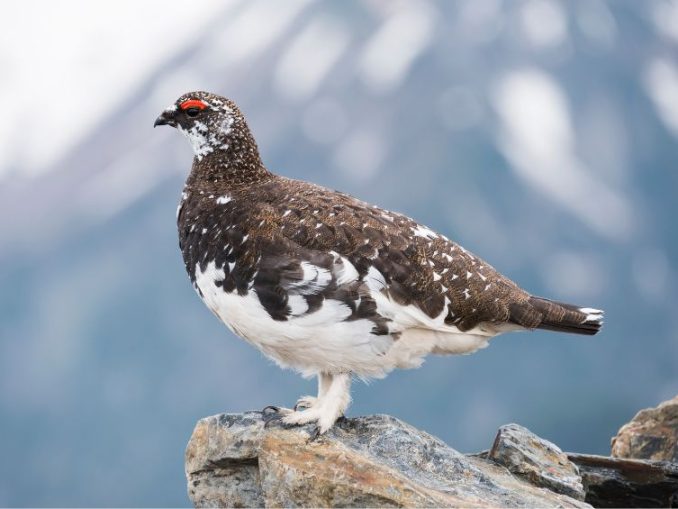 Beleše: Tradiční placky z Moravy si dnes připravíte nasladko i naslano ...